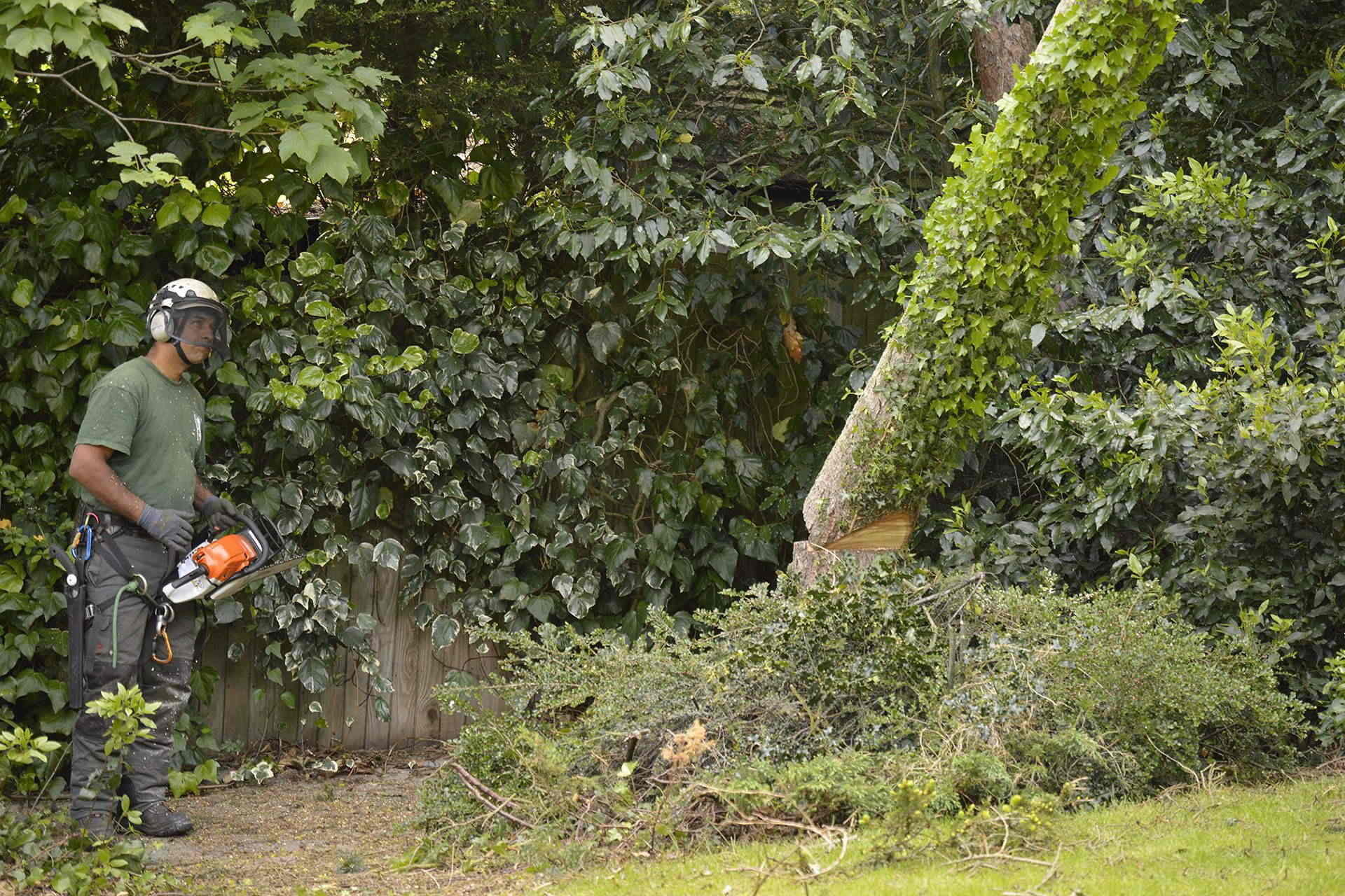 Tree Surgeon in Bromley & West Wickham | Evergreen Tree Services